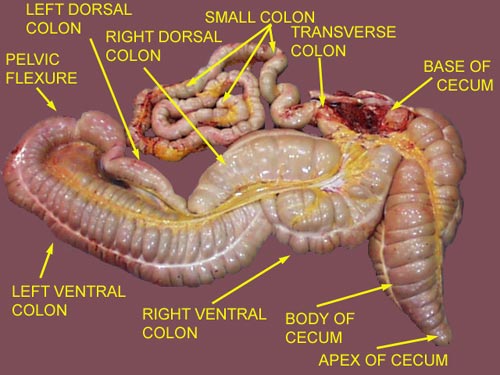 Equine Colon Anatomy Horse Internal Organs Anatomy Poster 18" X 24"