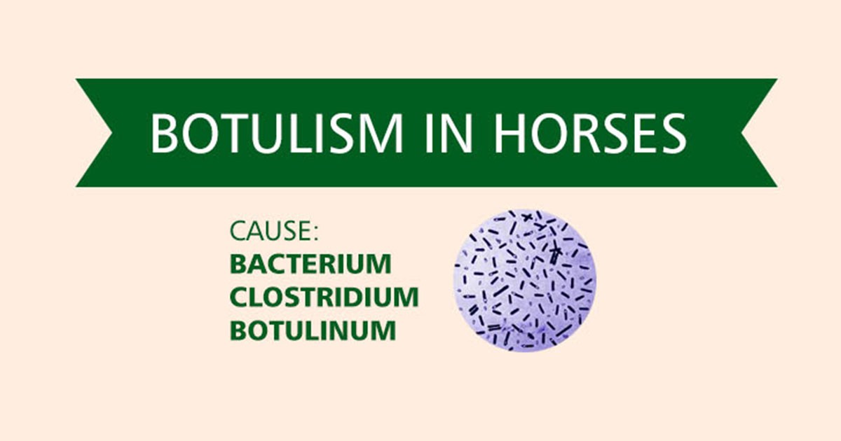 Botulism: It Takes Less to Kill a Horse than a Mouse! | The Chances We Take